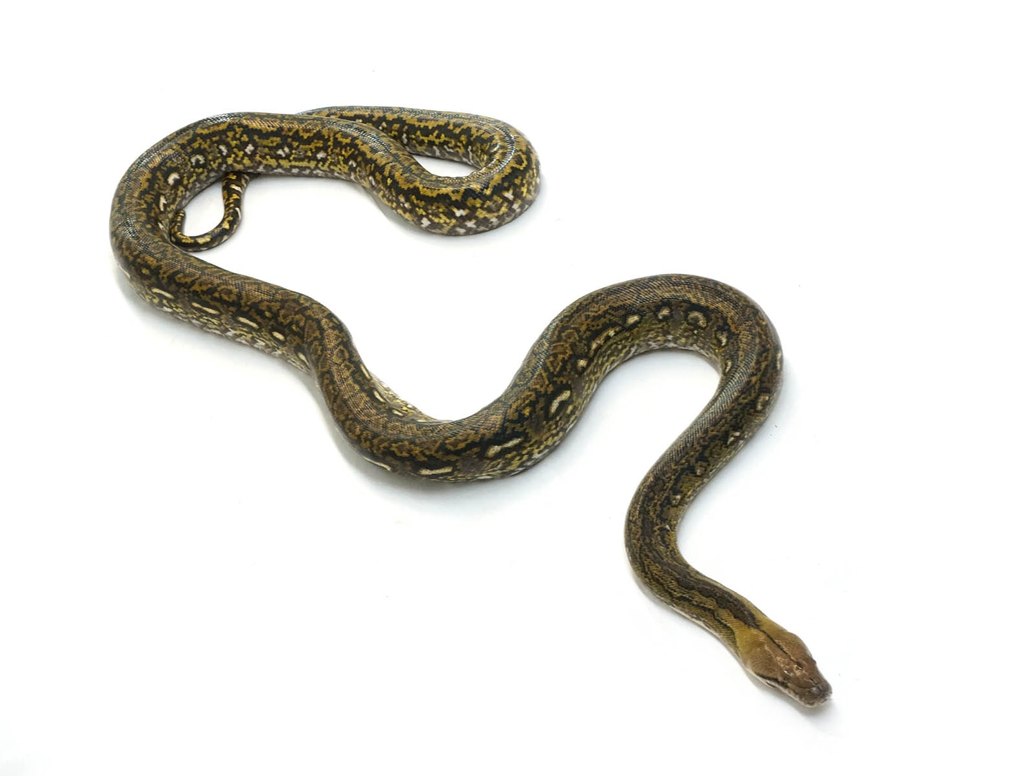 Marble Tiger Reticulated Python by New England Reptile Distributors ...