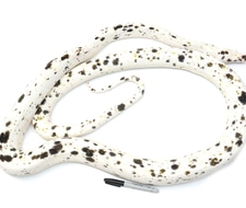 Golden Child Cow Reticulated Python by New England Reptile Distributors ...