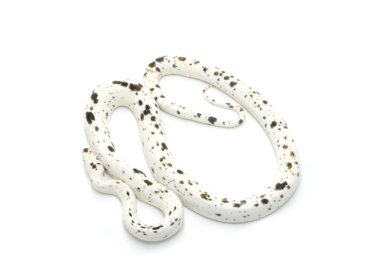 Golden Child Cow Reticulated Python by New England Reptile Distributors ...