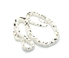 Golden Child Cow Reticulated Python by New England Reptile Distributors ...