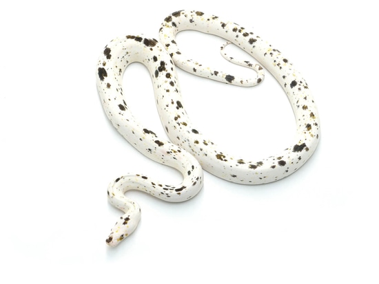 Golden Child Cow Reticulated Python by NERD