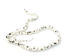 Golden Child Cow Reticulated Python by New England Reptile Distributors ...