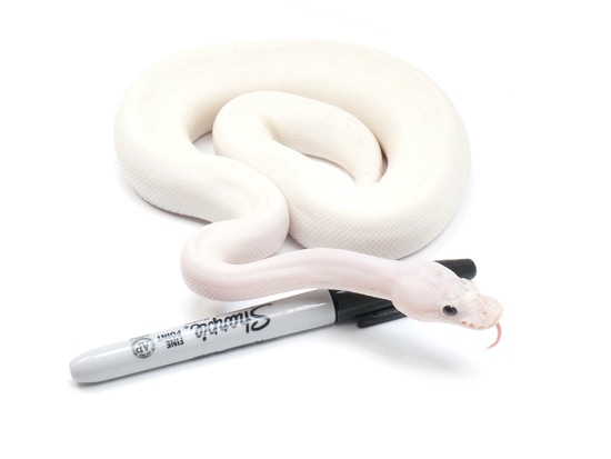Ivory Combo Ball Python by NERD