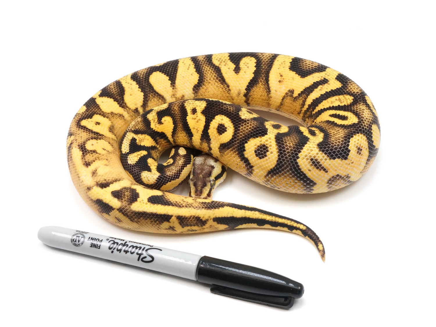 Spider Calico Gravel Ball Python by New England Reptile Distributors ...