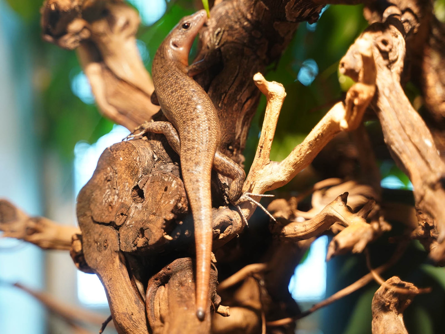 Black Tree Skinks Other Skink by New England Reptile Distributors ...