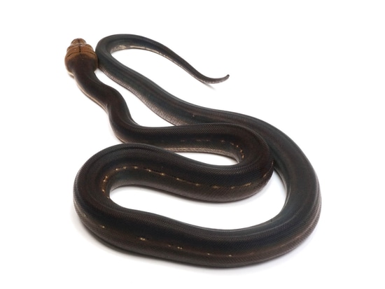 Golden Child Anthrax Het Orange Ghost Stripe Reticulated Python by NERD