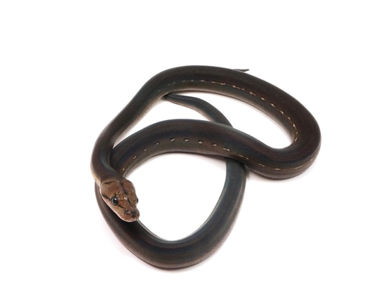 Golden Child Anthrax Het Orange Ghost Stripe Reticulated Python by NERD