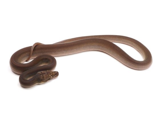 Golden Child Phantom Possible Het Anthrax Reticulated Python by New ...