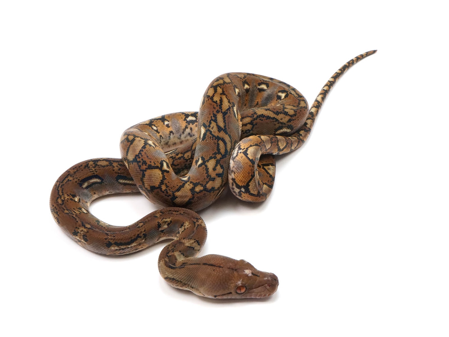 Het Orange Ghost Stripe Possible Het Anthrax Reticulated Python by New ...