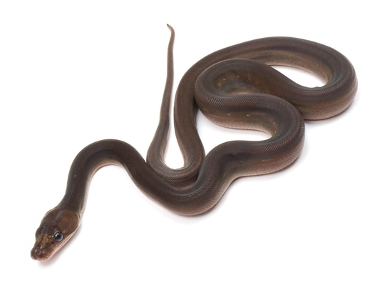 Golden Child Phantom Anthrax Reticulated Python by NERD