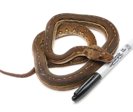 Golden Child Het Orange Ghost Stripe Reticulated Python by New England ...