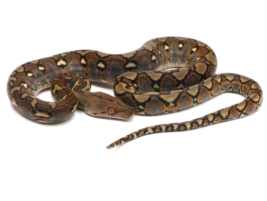 Het Orange Ghost Stripe Possible Het Anthrax Reticulated Python by NERD