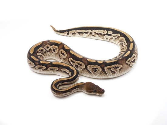 Cyprus Mojave Ball Python by New England Reptile Distributors