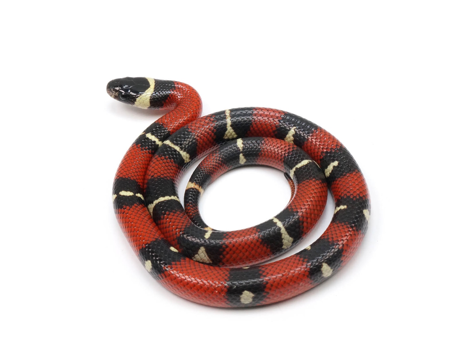 Possible Het Albino Possible Het Splotched Sinaloan Milk Snake by New ...
