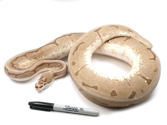 Enchi Spider Yellowbelly Orion +++ (Superficial Healed Injury On Jaw ...