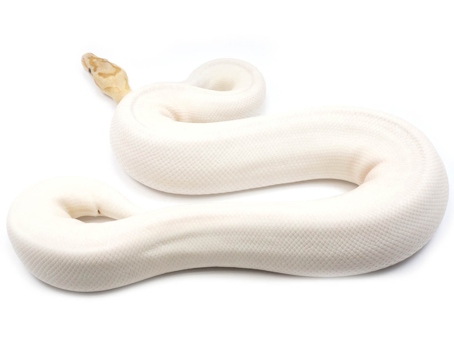 Coral Glow Enchi Spider Pied Ball Python by New England Reptile ...