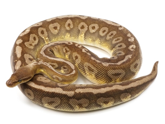 Hidden Gene Woma Mojave Yellowbelly Possible Odium Ball Python by NERD