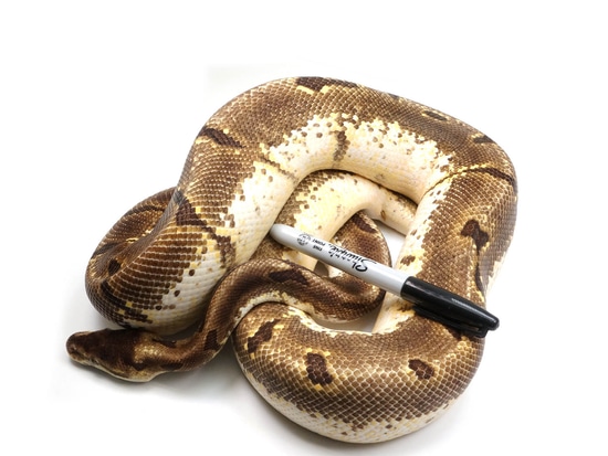 Super Enchi Spider Possible + + Ball Python by New England Reptile ...