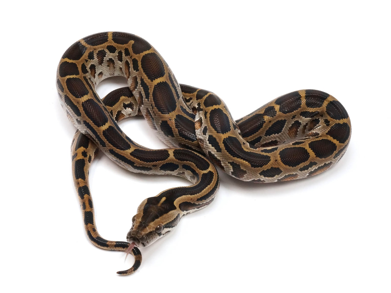 Het Albino Possible Het Green Possible Het Caramel Burmese Python by ...