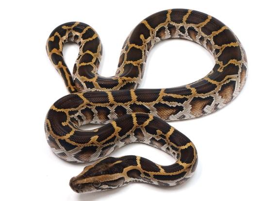 Het Albino Possible Het Green Possible Het Caramel Burmese Python by ...