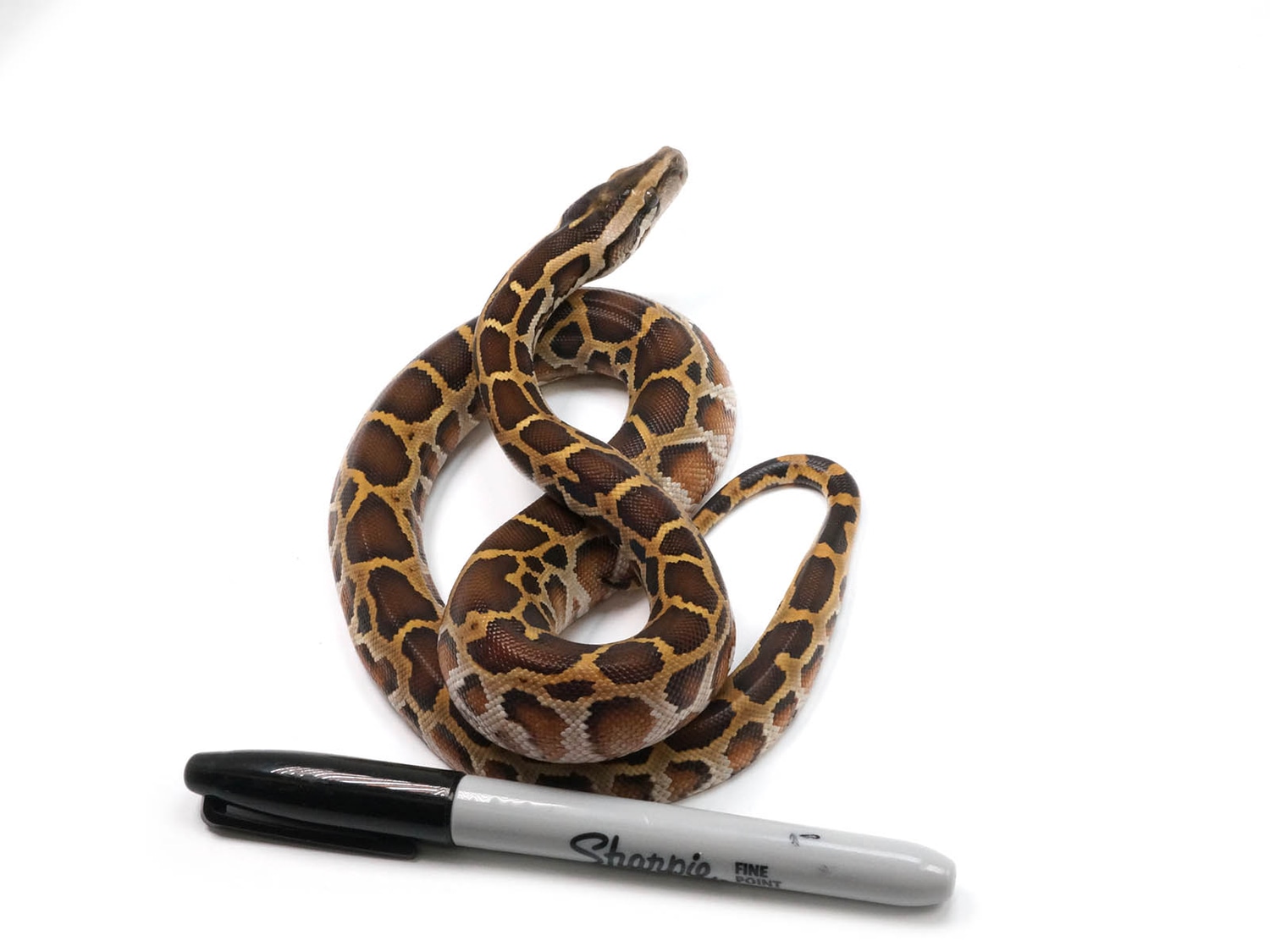 Het Albino Possible Het Green Possible Het Caramel Burmese Python by ...