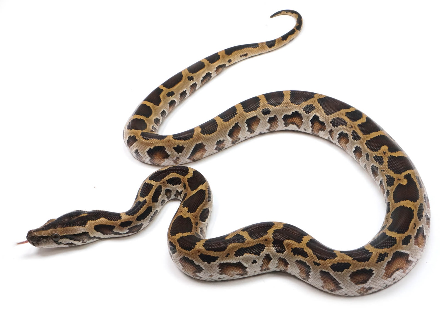 Het Albino Possible Het Green Possible Het Caramel Burmese Python by ...