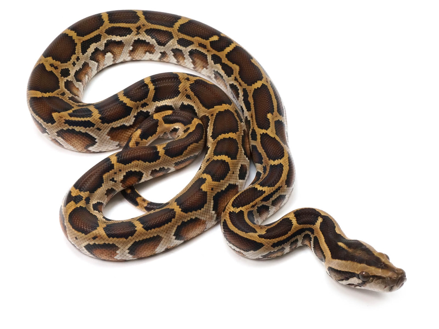 Het Albino Possible Het Green Possible Het Caramel Burmese Python by ...