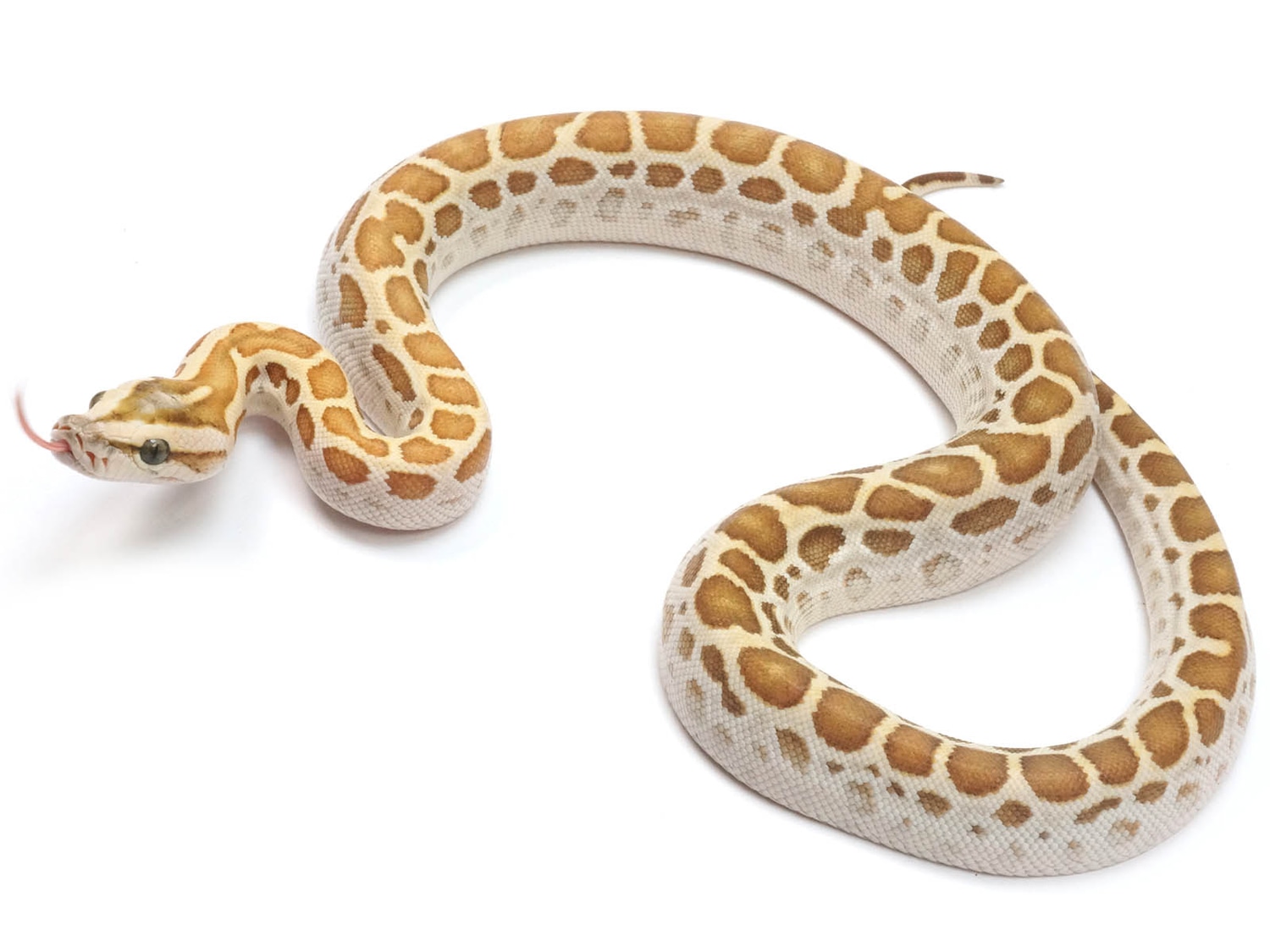 Hypo Het Albino Possible Het Green Possible Het Caramel Burmese Python ...