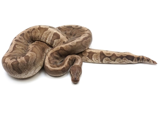 GHI Hidden Gene Woma Ball Python - Superficial Tail Kink by NERD
