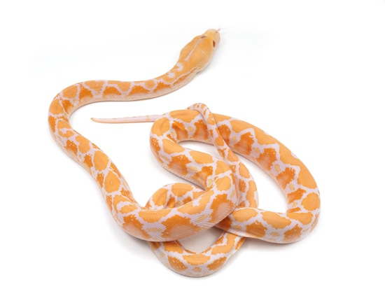 White Albino Granite Back Reticulated Python by New England Reptile ...