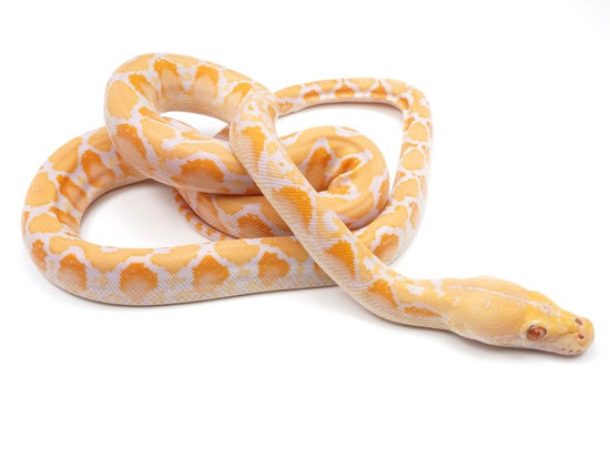 White Albino Granite Back Reticulated Python by NERD