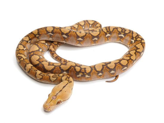 Mochino Granite Back Reticulated Python by New England Reptile Distributors