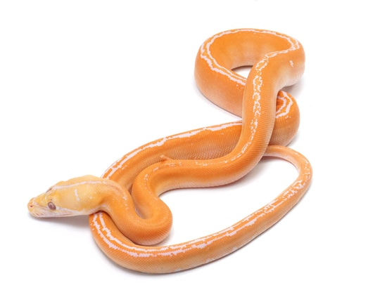 Golden Child White Albino Granite Back Reticulated Python by NERD