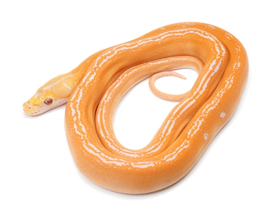 Golden Child White Albino Granite Back Reticulated Python by NERD