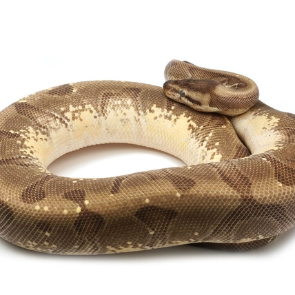 Inferno EMG Clown Ball Python by New England Reptile Distributors ...