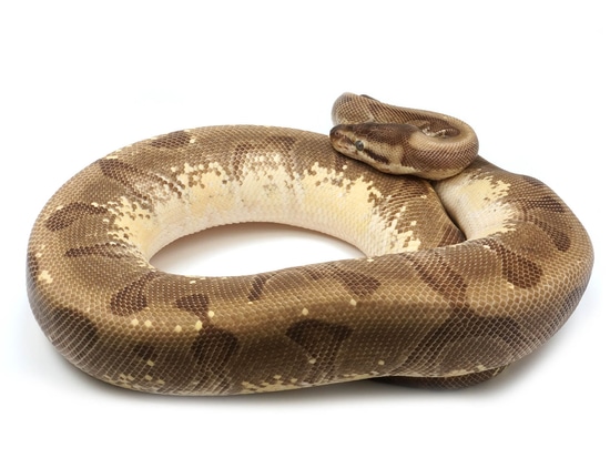 Fancy Combo Ball Python by NERD