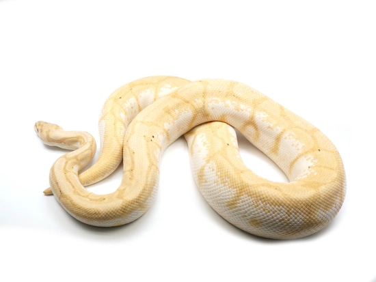 Coral Glow Spider Ball Python by NERD