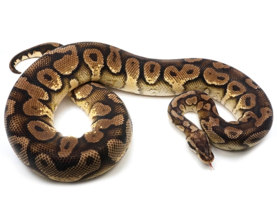 Pastel Coffee Fader Yellowbelly Ball Python by New England Reptile ...