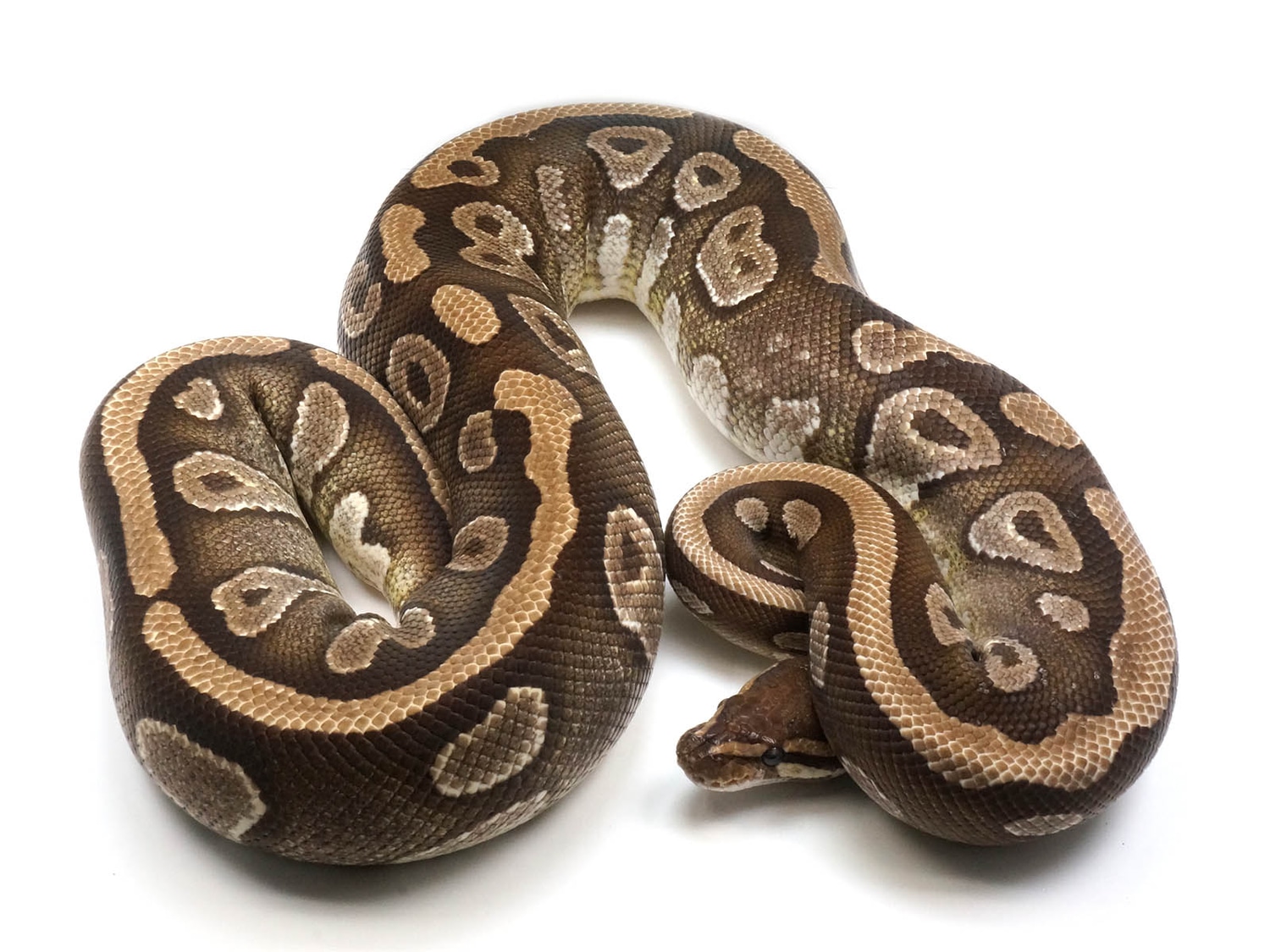 Mojave Ball Python by New England Reptile Distributors - MorphMarket