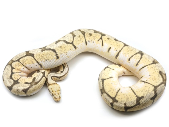 Killer Bee Ball Python by NERD