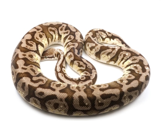 Luciferno Ball Python by NERD