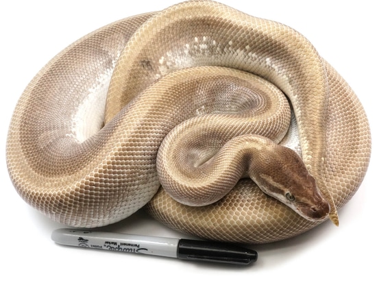 Hidden Gene Woma Mojave Odium + Ball Python by NERD
