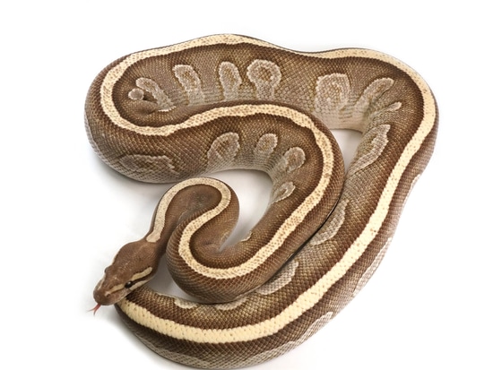 Mojave Lucifer Odium Ball Python by NERD