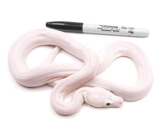 Black Eyed Leucistic Cupcake X Snarfles Reticulated Python by NERD