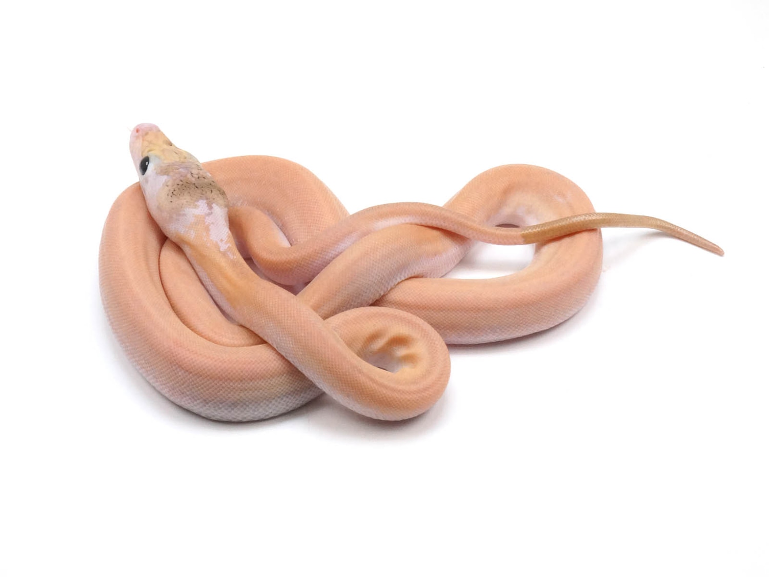 Ivory Cupcake X Snarfles Reticulated Python by New England Reptile ...