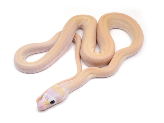 Ivory Cupcake X Snarfles Reticulated Python by NERD