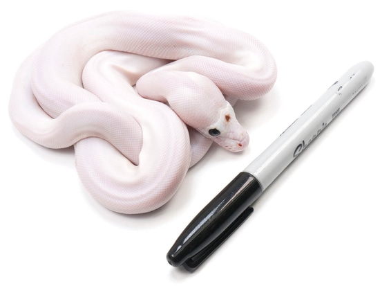 Black Eyed Python Cupcake X Snarfles Reticulated Python by New England ...