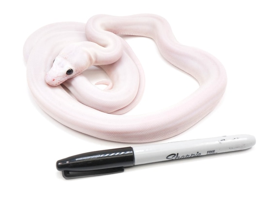 Ivory Cupcake X Snarfles Reticulated Python by New England Reptile ...