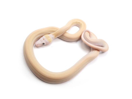 Ivory Cupcake X Snarfles Reticulated Python by New England Reptile ...