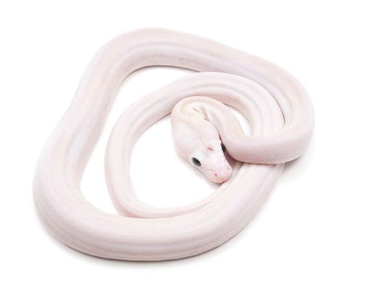 Black Eyed Leucistic Reticulated Python Cupcake X Snarfles by NERD